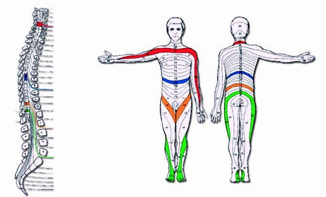 ANATOMY AND PHYSIOLOGY OF THE SPINAL CORD